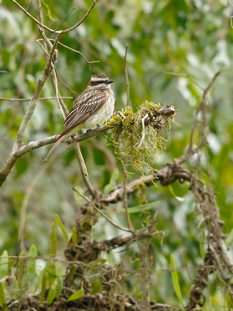 mis fotos de aves: Empidonomus varius Tuquito Rayado Variegated Flycatcher