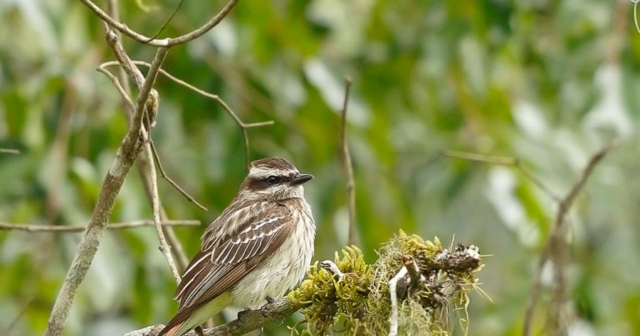 mis fotos de aves: Empidonomus varius Tuquito Rayado Variegated Flycatcher