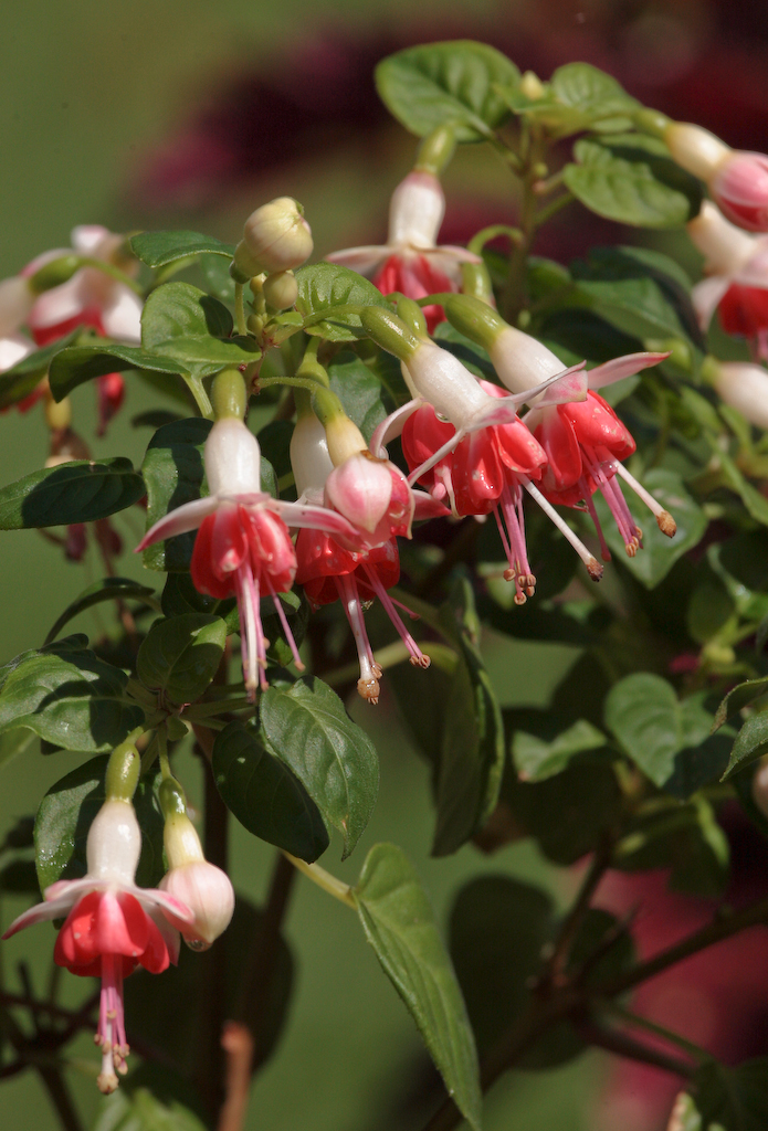 Fortnam Gardens: Bloom Day - September 15th