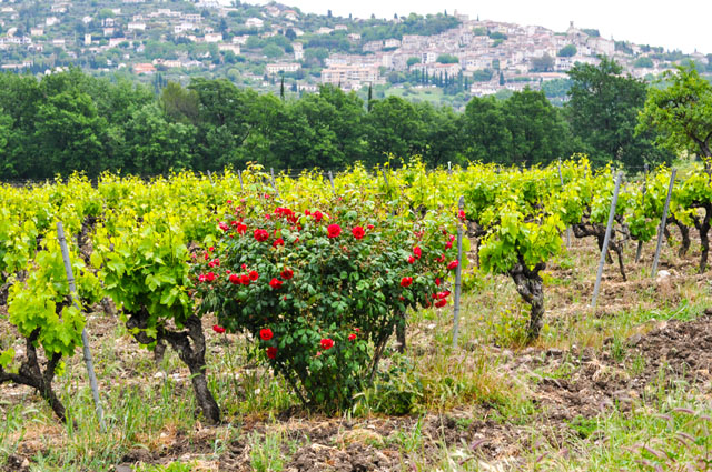 Handpicking the Rose Centifolia in Grasse, France – Emily Jane Johnston