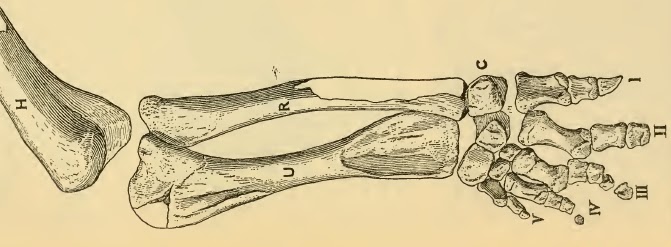 Equatorial Minnesota: Thescelosaurus: hello old friend