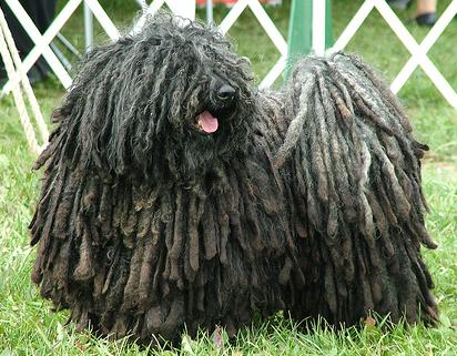 About Dog Puli