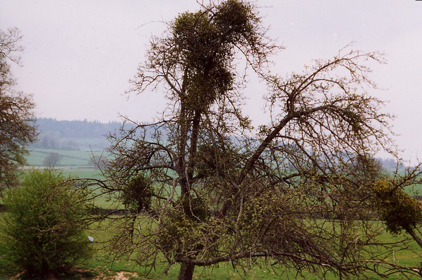 BSBI News & Views: Mistletoe growing on Oak