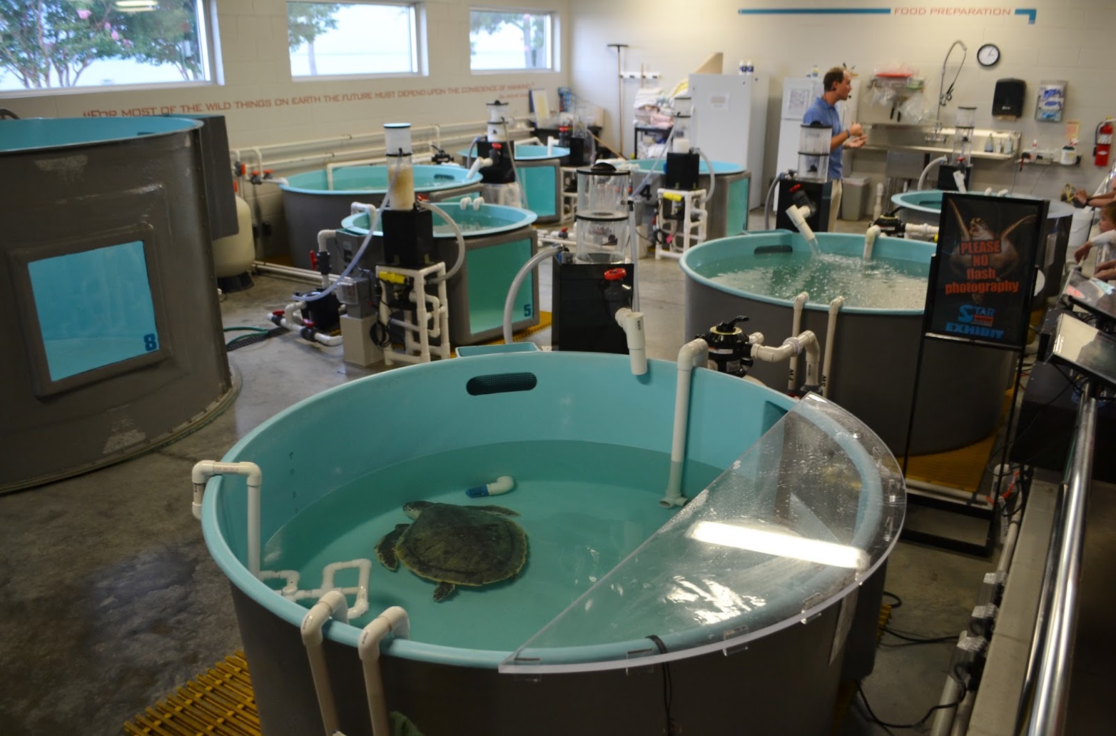 Sea Turtle Assistance and Rehabilitation: About