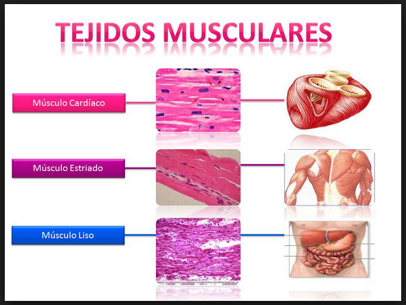Opiniones de Tejido muscular
