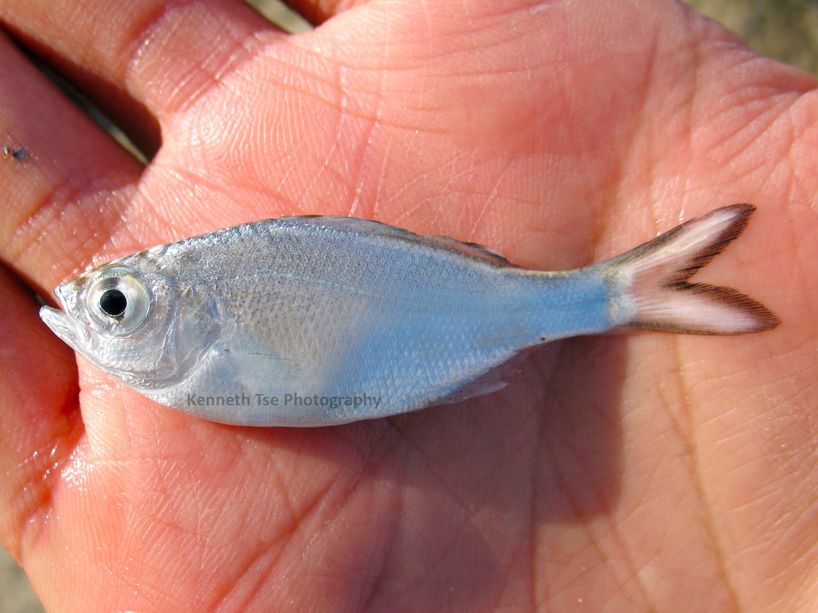 MuskieBait Adventures: Lifelist