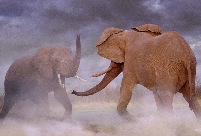 Bowalley Road: When The Elephants Dance.