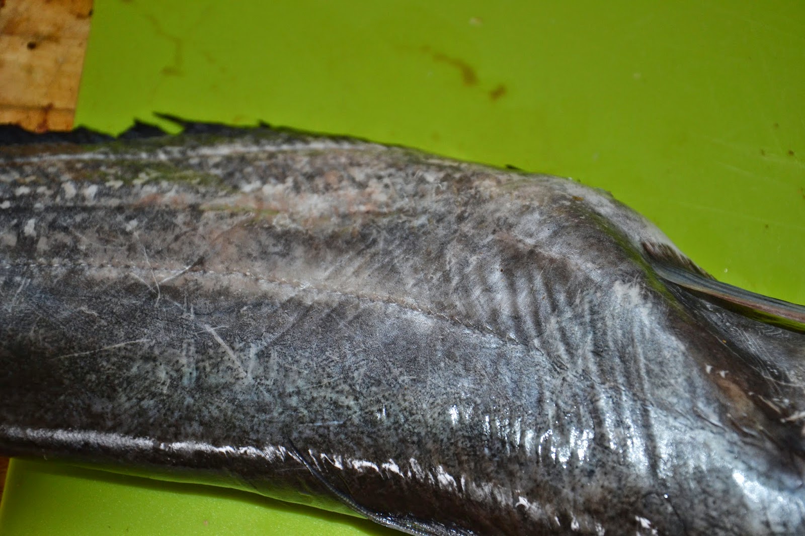 Oppdag Fisk!: Wallago Attu/Helicopter Catfish/Boal Fish/Wallago Attu ...