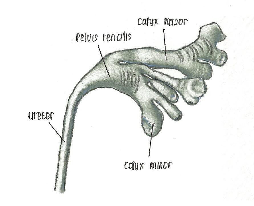 .: Medicina Islamica :.: Anatomi Ren / Ginjal