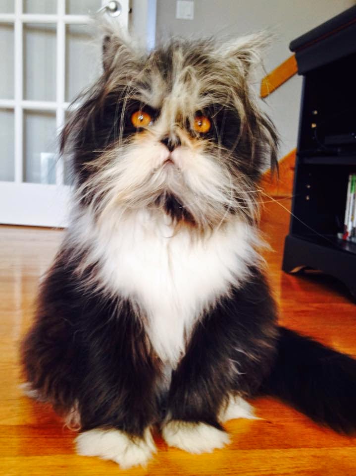 White Wolf : Move Over, Grumpy Cat. There’s A Grumpier-Looking ...