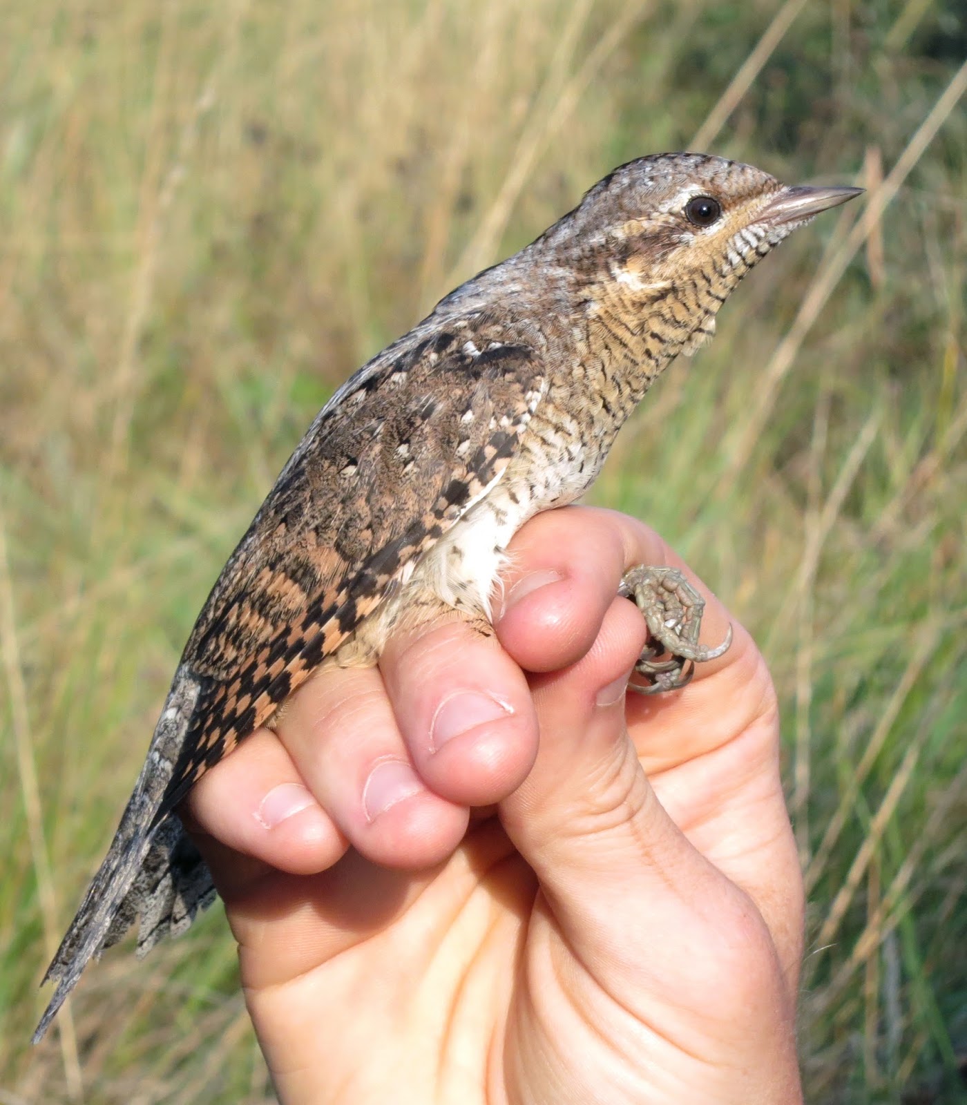 David Campbell's logbook: Spurn Migration Festival