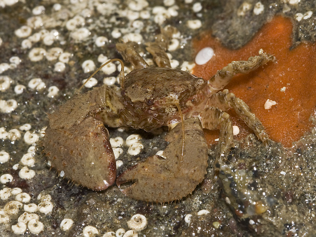 Real Monstrosities: Porcelain Crab