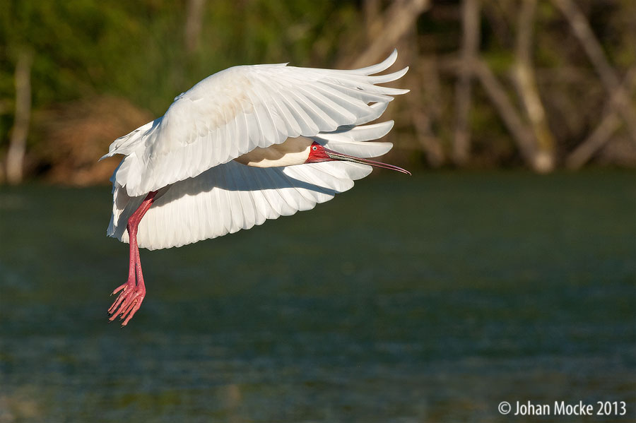 Johan Mocke Photography: Flight of a Spoonbill