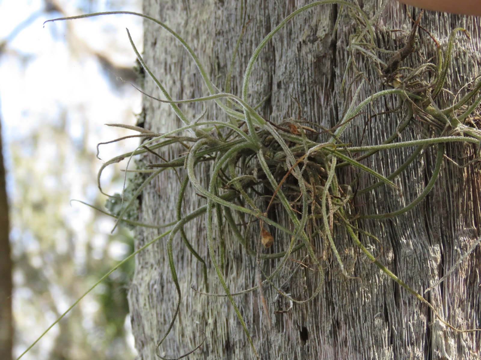 Birdernaturalist: 2017