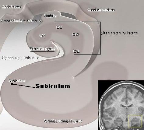 subiculum - meddic