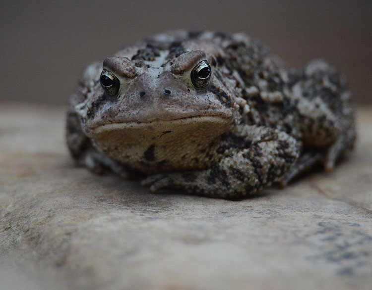 Red and the Peanut: An American Toad visits the pond...