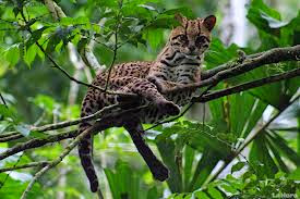 ETNIAS DE PASTAZA - ECUADOR : INDIGENAS SHUARAS