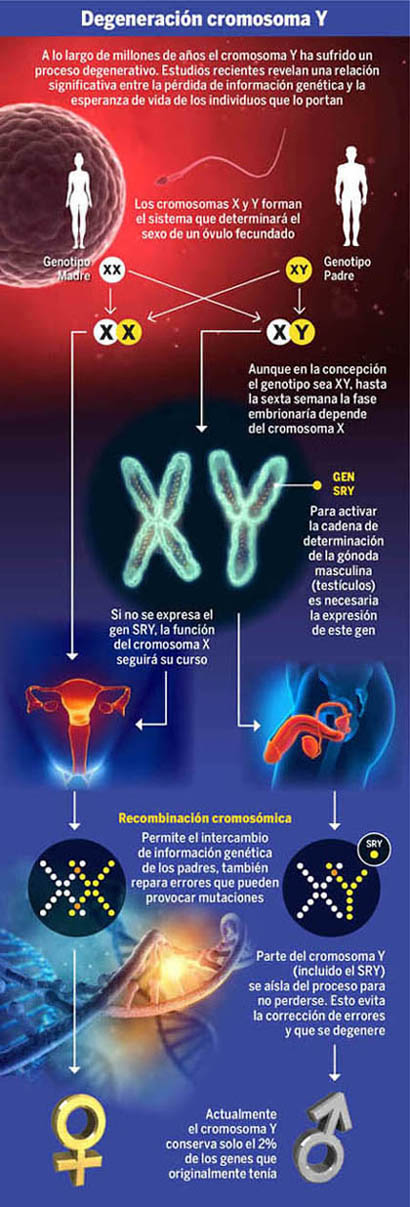 SRY: el gen específico