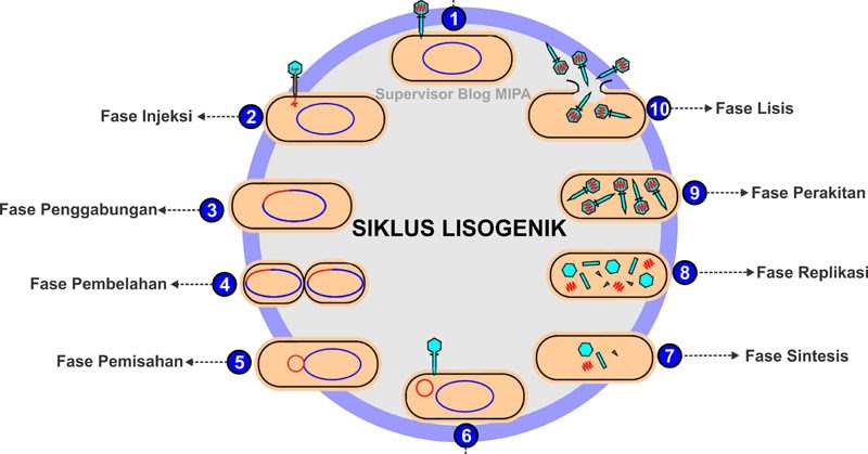 Siklus Lisogenik Pada Virus