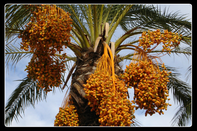 Daktylow: Cześć, jestem daktyl i pochodzę z