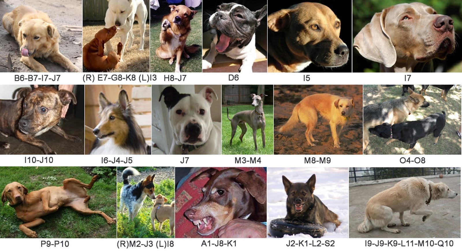 PSICOLMASCOT: Etograma Canino, comportamiento agonístico y social