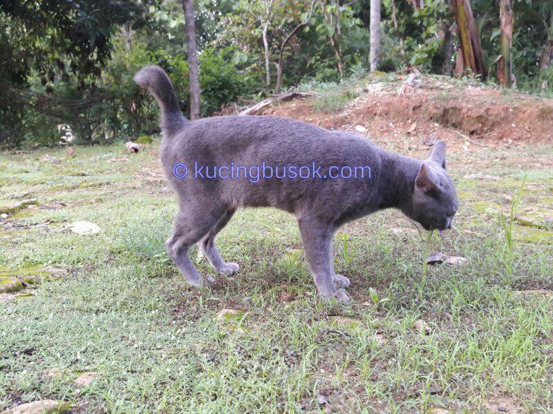 Mengenal Kucing Busok - Kucing Busok