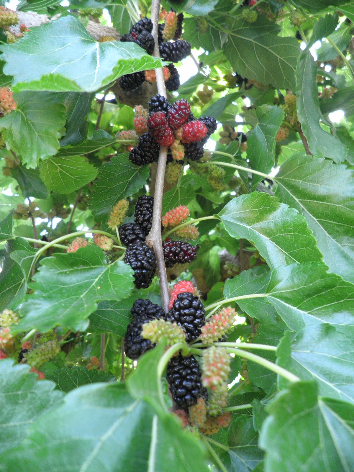 Confettura di gelsi neri ~ Cannella e Gelsomino