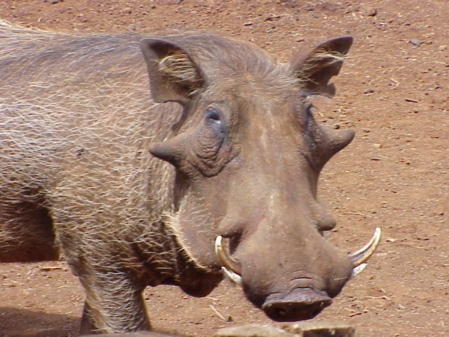 (More Than) A Spot in the Sun: Uh-oh, they called him a pig