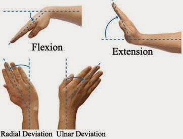 Anatomy and function of the Upper Limb - Part 1: the wrist and elbow ...