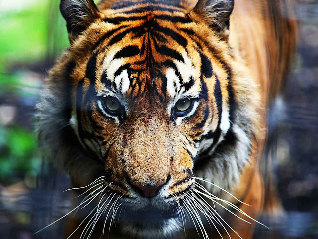 Homebuildlife: Woop Studios and ZSL London Zoo Tiger SOS campaign