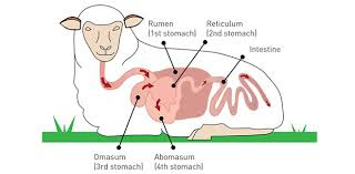 Team 4: Sheep: Anatomy Of The Digestive Tract