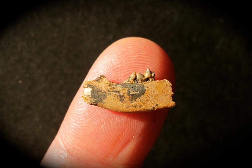 Variety of Life: Metatheria