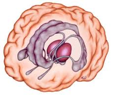¿Cómo funciona el Sistema Límbico en la consolidación de la memoria ...