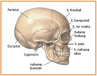 BIOLOGI GONZAGA: 90 REFLEKSI SISTEM GERAK