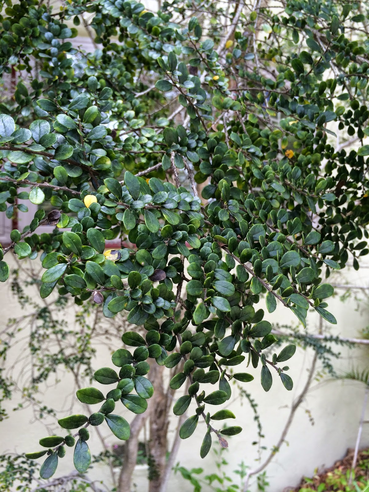 Trees of Santa Cruz County: Azara microphylla - Boxleaf Azara