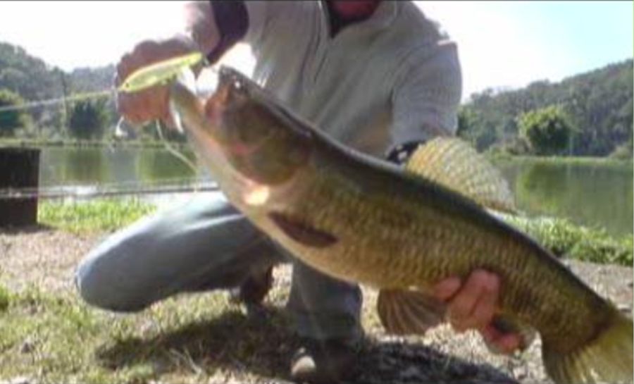 Amilton e Diego - Dicas De Pesca: Traíra / Wolf-Fish ( Hoplias ...