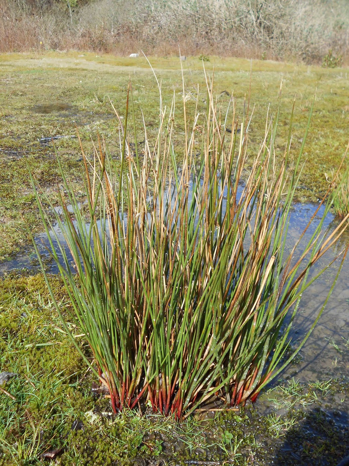 Thick Grass, Shallow Water