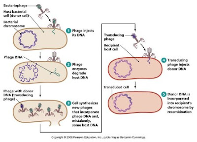Bacterial Transduction - Generalized and Specialized