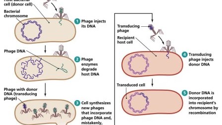 Generalized Transduction In Bacteria