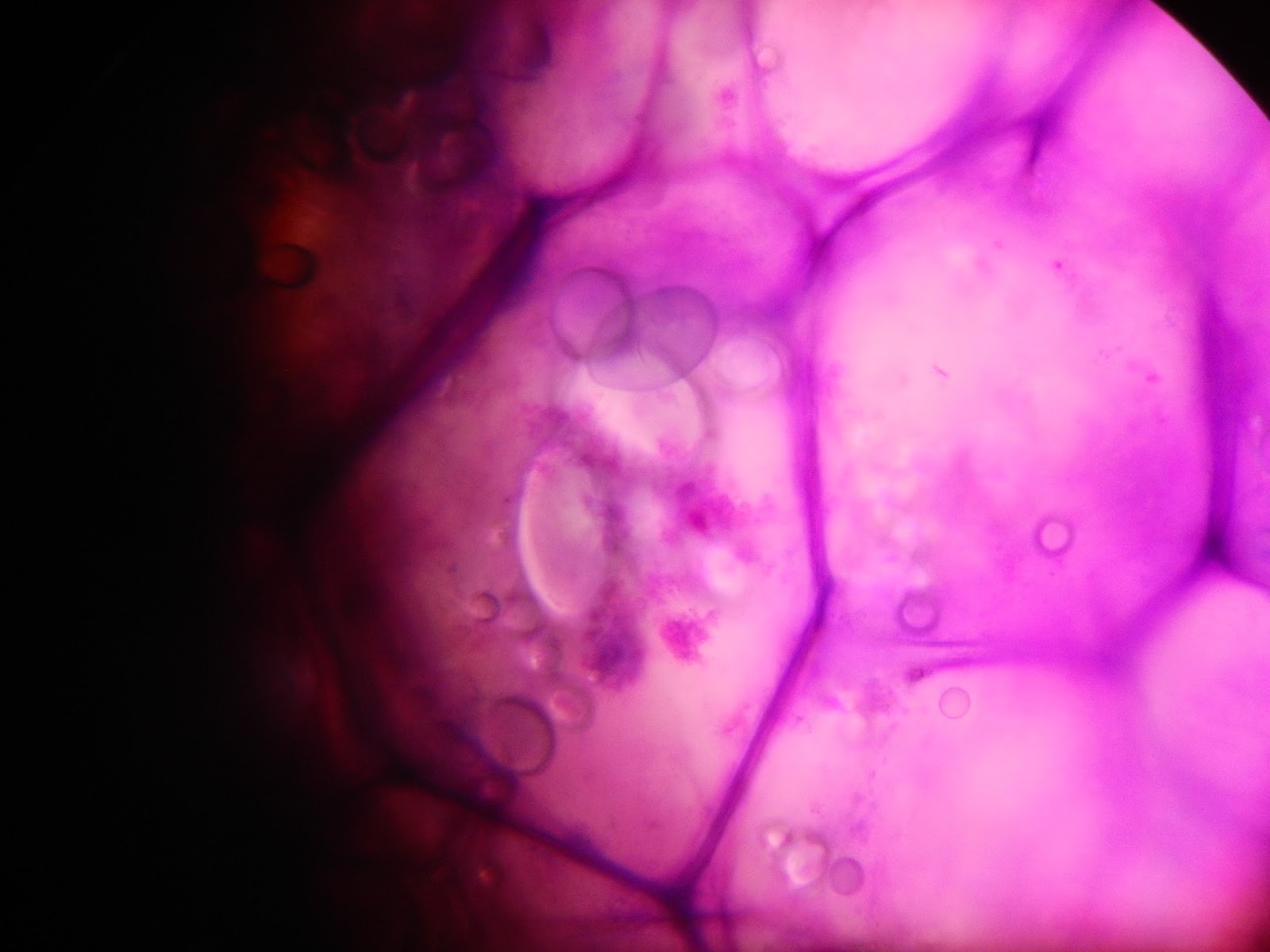 Bio Geo Nerd: Plastids