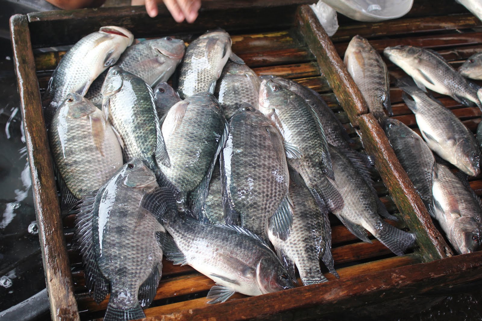 Stay, Stray, Play and Feast: Buhi Wet Market: Tilapia, Tabios and Rock ...