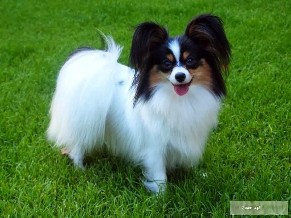 Skąd się wziął twój pies? Etymologia nazw ras psów.: Co wspólnego z ...