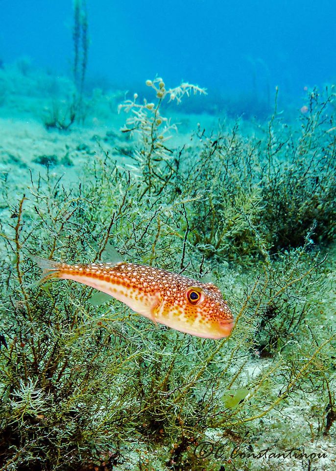 Biodiversity of Cyprus by NGO Protection of the Natural Heritage and ...