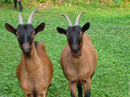 Les chèvres alpine et saanen: Robe et morphologie.