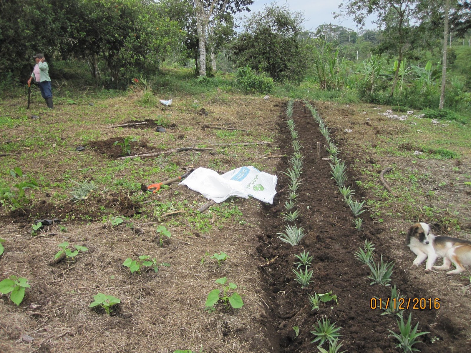 Sustainable Agriculture: Working with Kichwa Communities in Ecuador’s ...