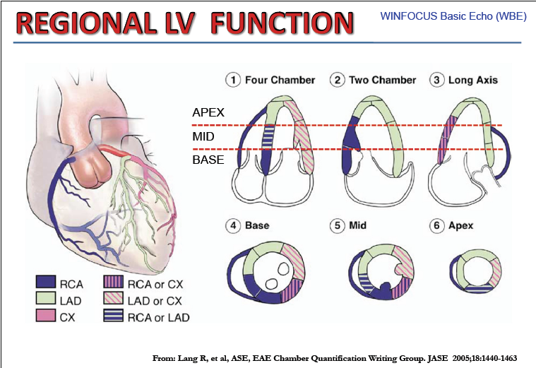 PG Medic: Segmental LV