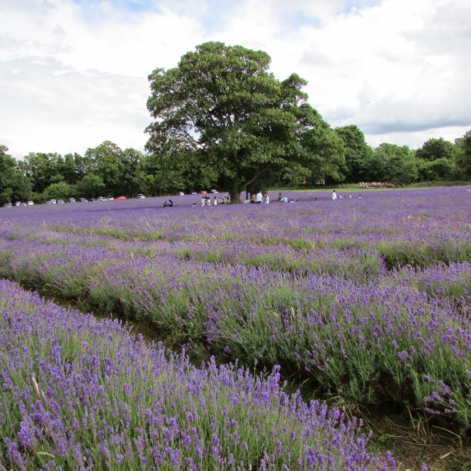 Mayfield Lavender Farm - London's Sea of Pretty Purple Farm That's Free ...