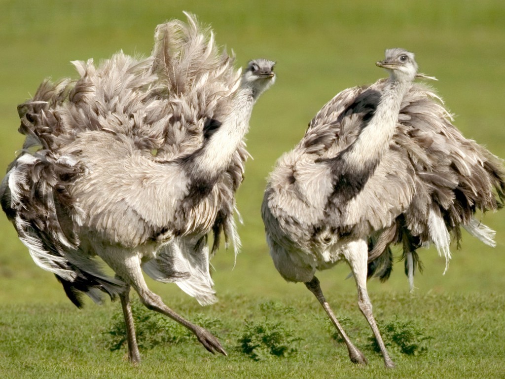 Largest Living Bird: Greater Rhea |MyRokan
