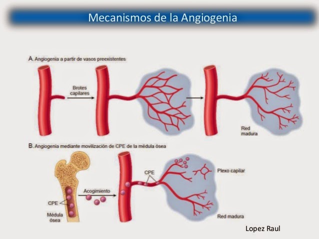 Bases moleculares del cáncer