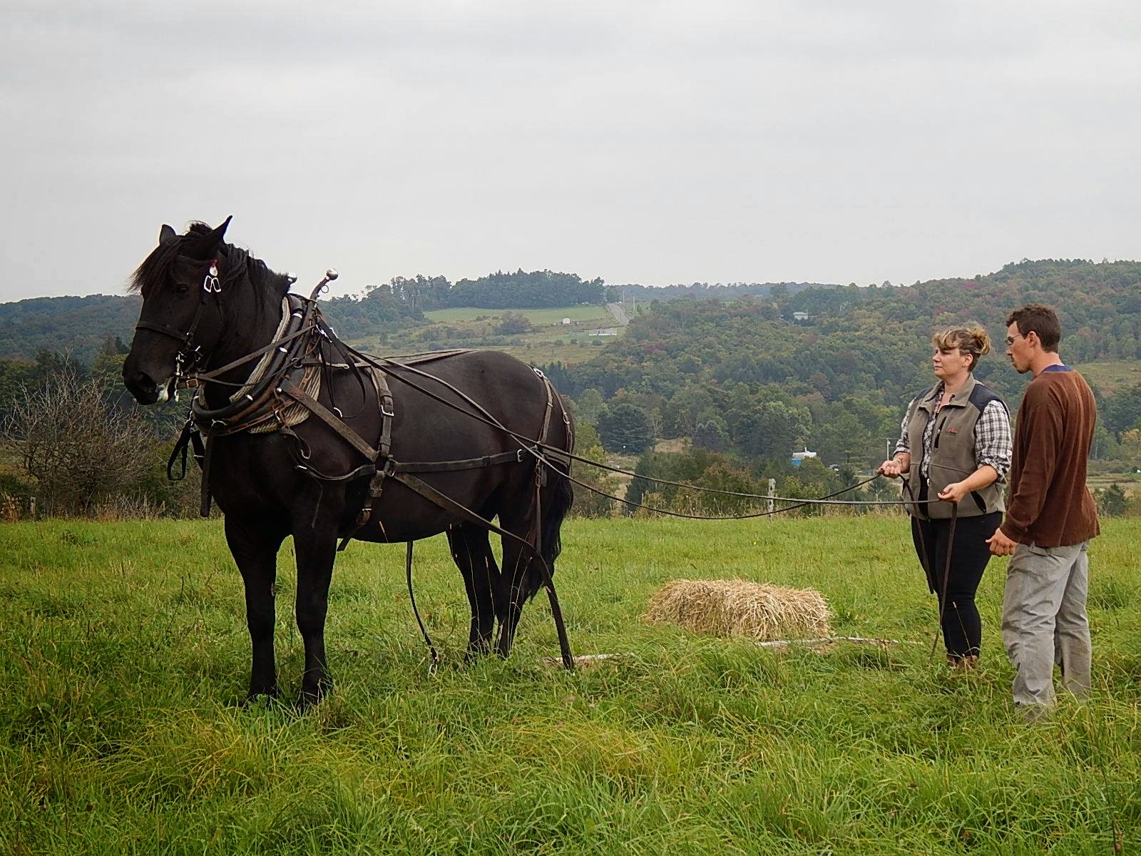 Groundswell Blog: A Cutting Edge Return to Old Traditions: Farming with ...